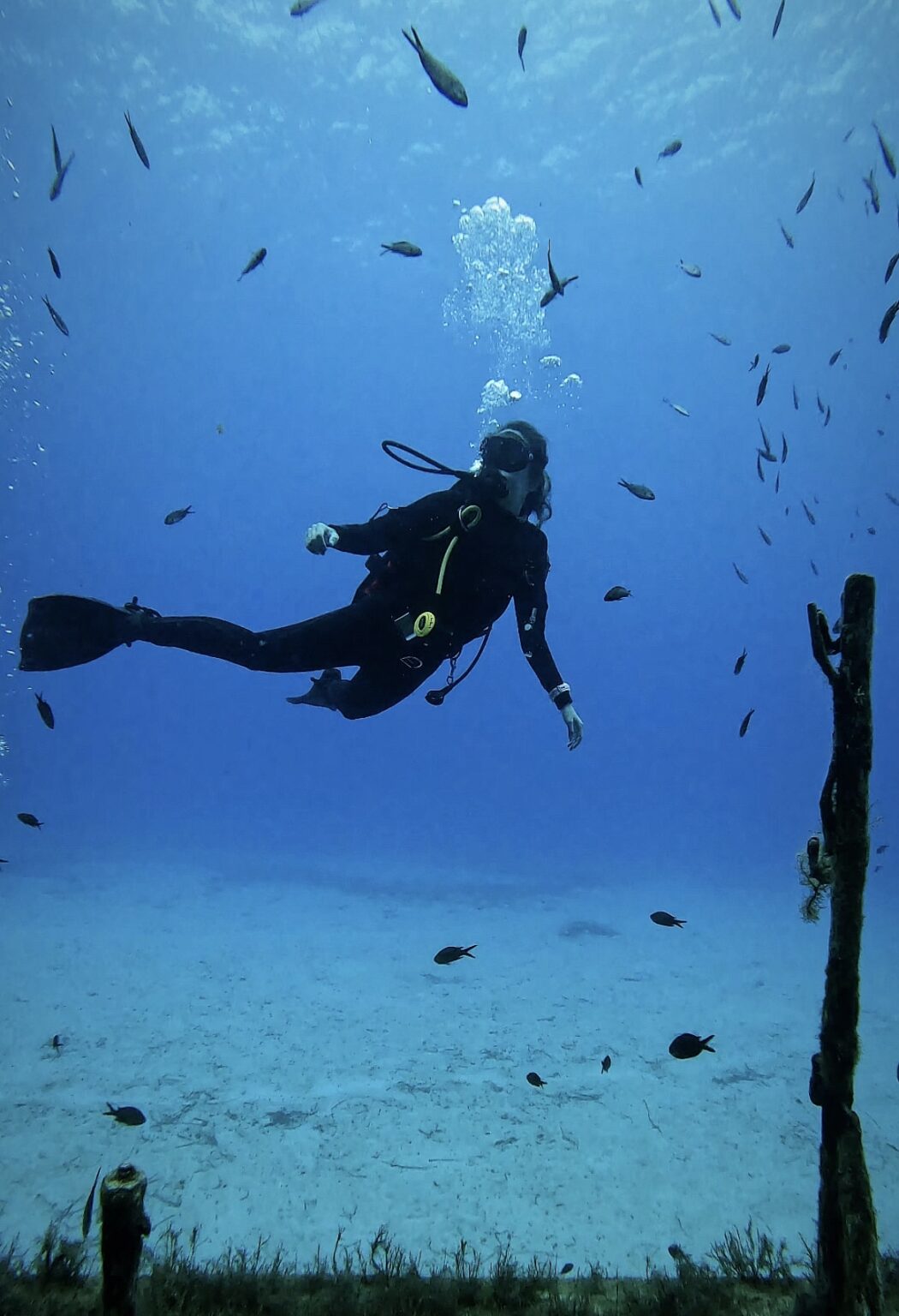 PADI Private Scuba Diving Mallorca - Barracuda 2026